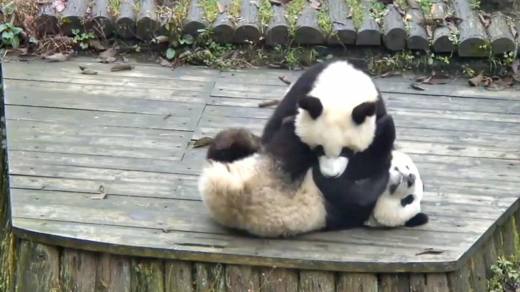 Animal Grapplers - The Real Founders Of Grappling Martial Arts - BJJ World